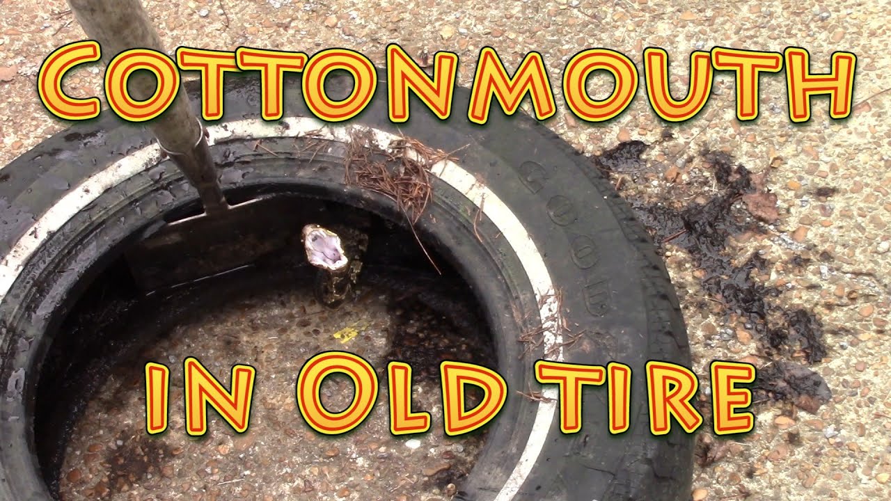 Finding a Venomous Cottonmouth Snake in an Old Tire in Tennessee - YouTube