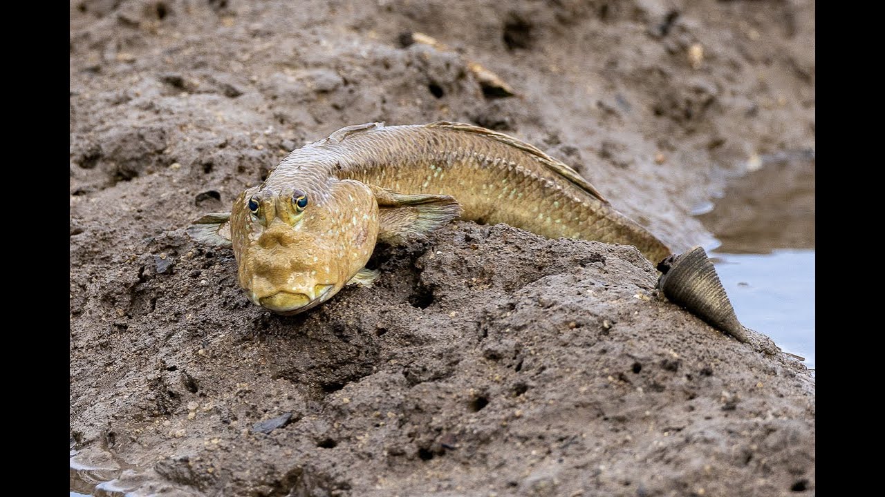 Giant Mudskipper digging the mud - YouTube