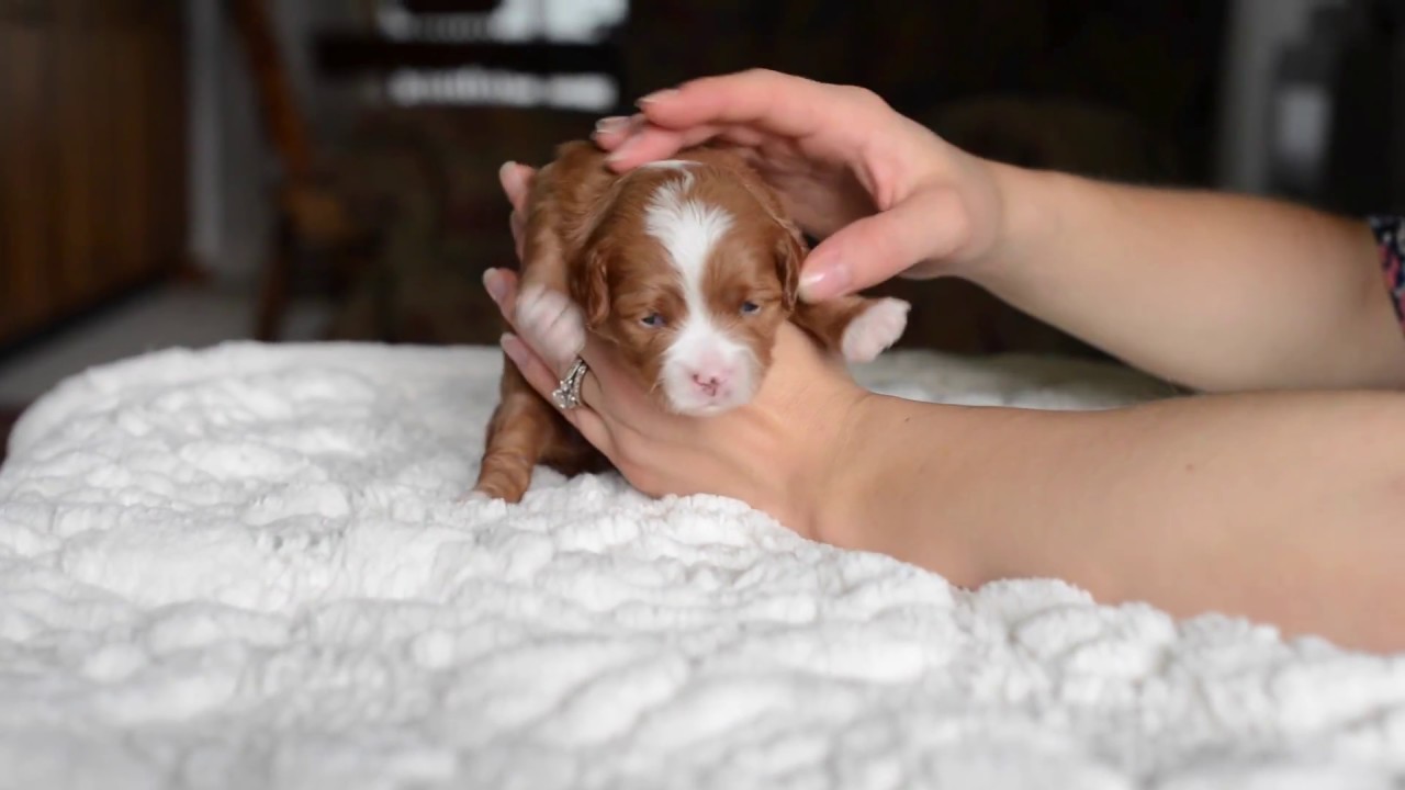 2 week old Cavapoochon Puppies - YouTube