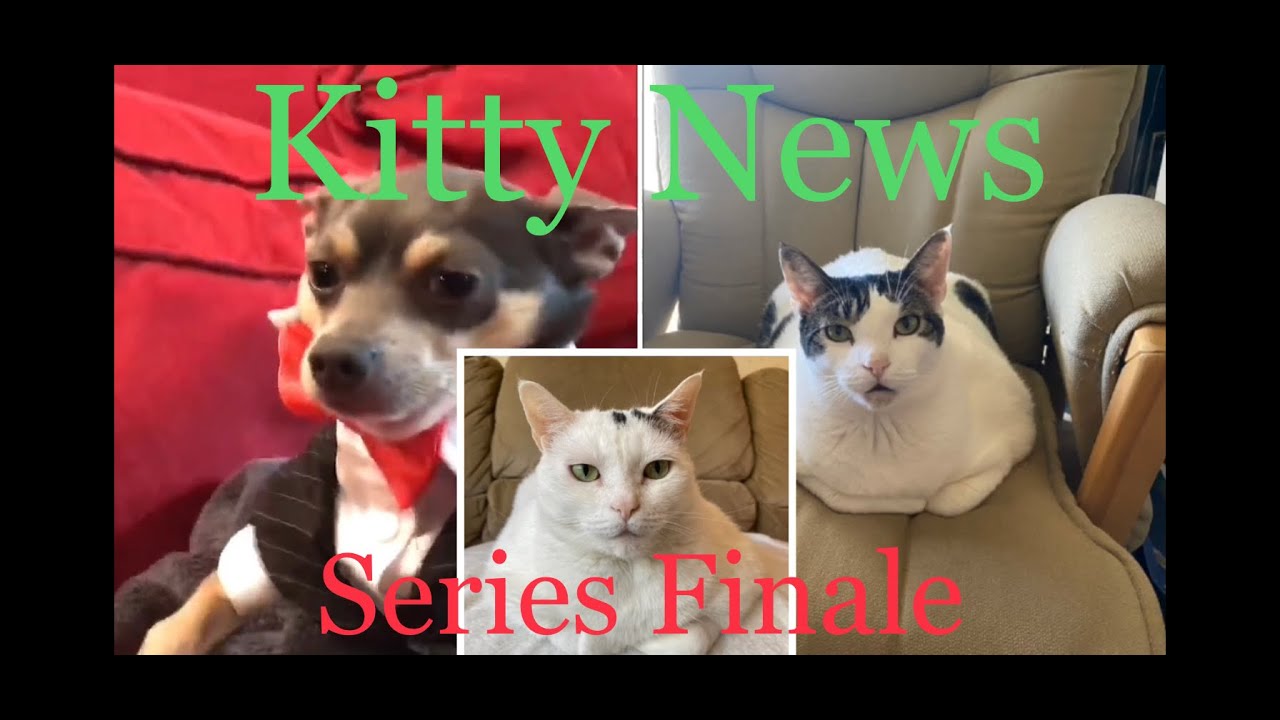 Kitty News (2-5) The End [SERIES FINALE] - YouTube
