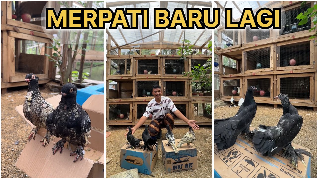 Merpati baru pelengkap koleksi merpati Aviary FARM ZUPARDI - YouTube