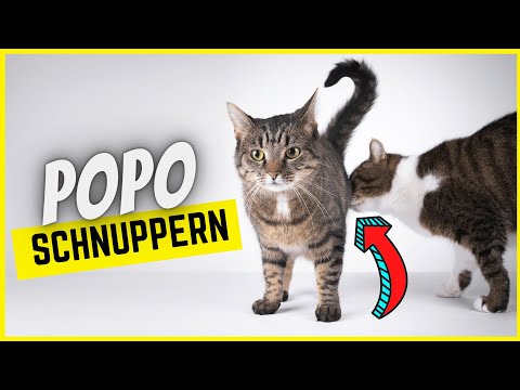 Warum riechen sich Katzen gegenseitig am Popo?