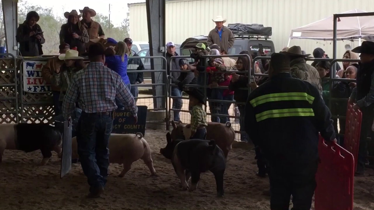 Willacy County Livestock Show..Pee Wee Showmanship - YouTube