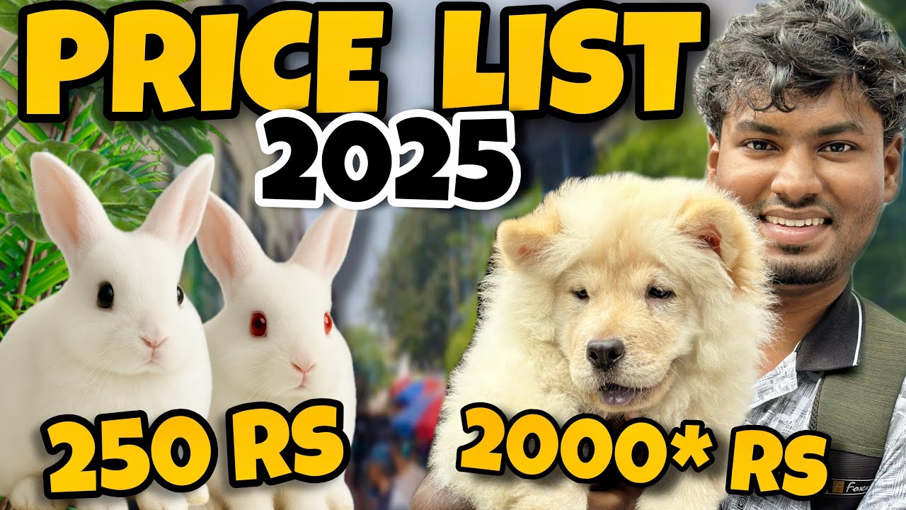 “India’s Cheapest Pet Market? | Dogs, Birds & Exotic Pets Price List ...