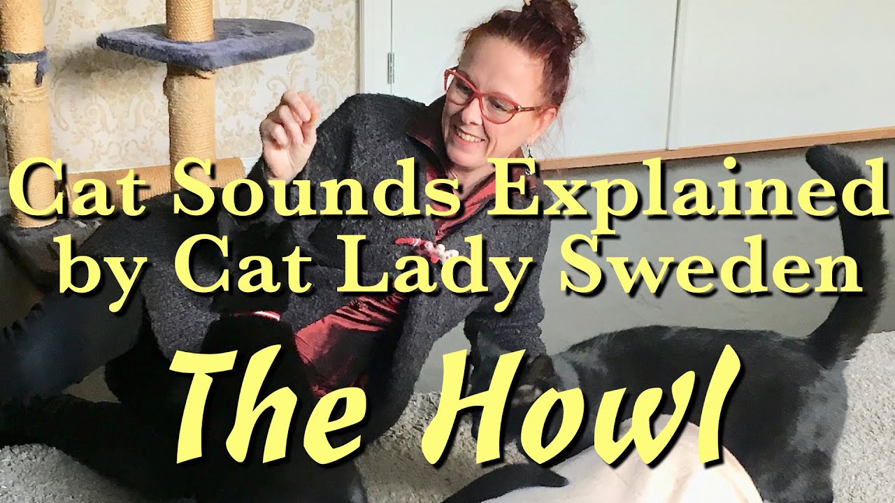 Cat Sounds Explained: The Howl - YouTube