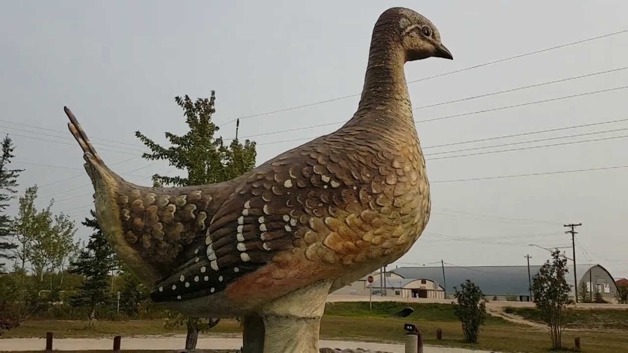 Ashern - Roadside - Sharptail Grouse - YouTube