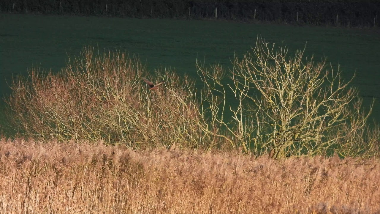 Female Marsh Harrier - Colyford Common 5/11/2020 - YouTube