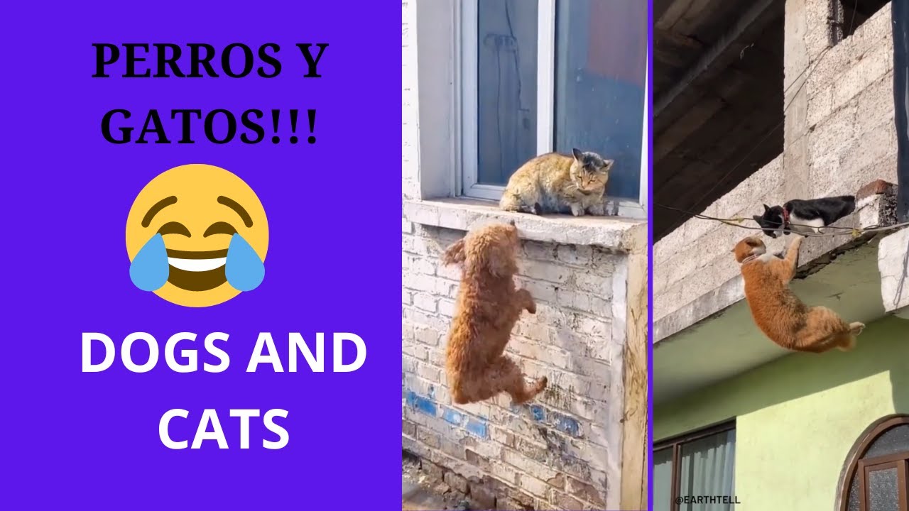 😂😂 TE SORPRENDERAN LAS COSAS RARAS QUE HACEN LOS ANIMALES/PERROS,GATOS ...