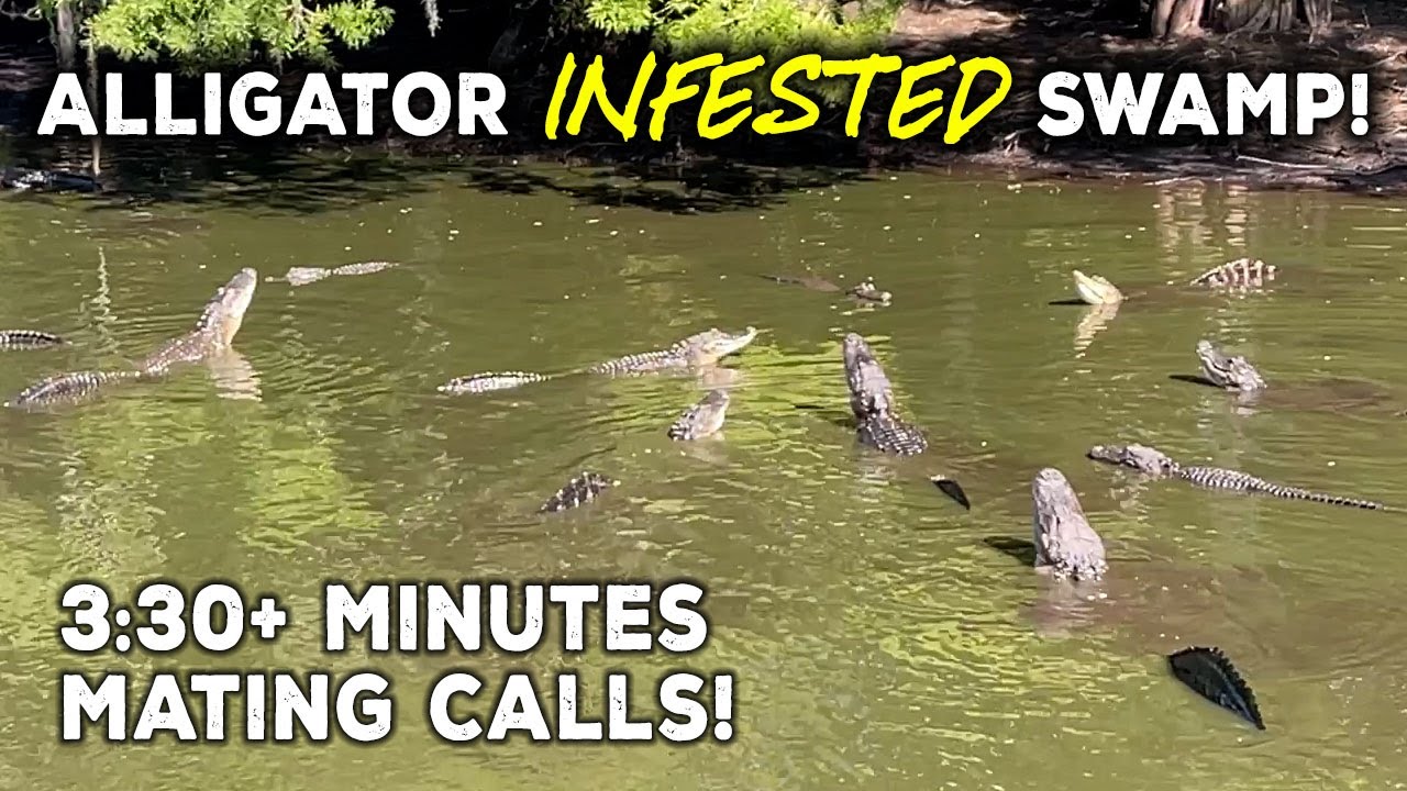 Alligator Infested Swamp Mating Calls Babcock Ranch Eco Tours - YouTube