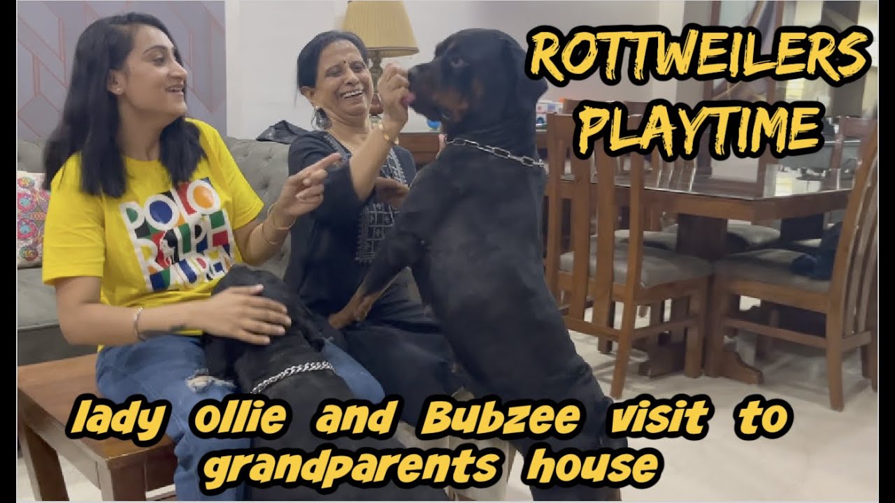 The Best Rottweilers Family Play Time On A Sunday: Adventure with ...