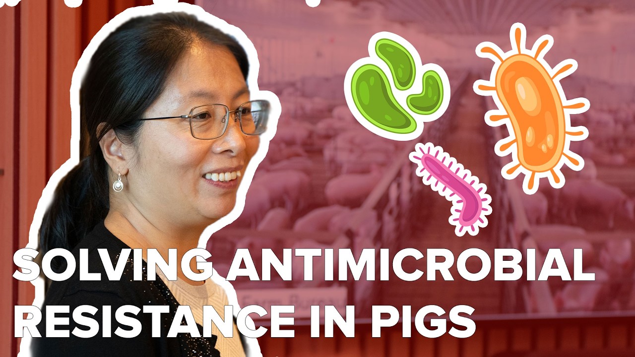 Top Strategies for Combatting Antimicrobial Resistance (AMR) in Pig ...