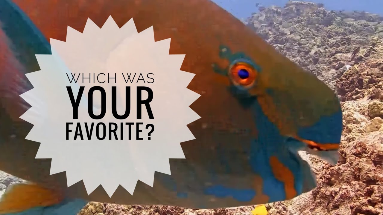 September 2023 Highlights | MEGA Lab Cam | Hawaii live stream - YouTube