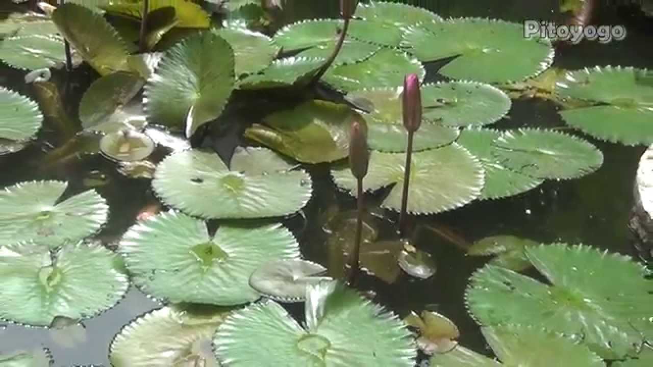 Berternak ikan gabus di kolam sempit - snake head fish - iwak kuthuk ...