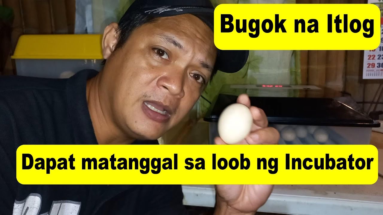 Bugok na Itlog Dapat Matanggal sa Loob ng Incubator Bago Ito Pumutok ...