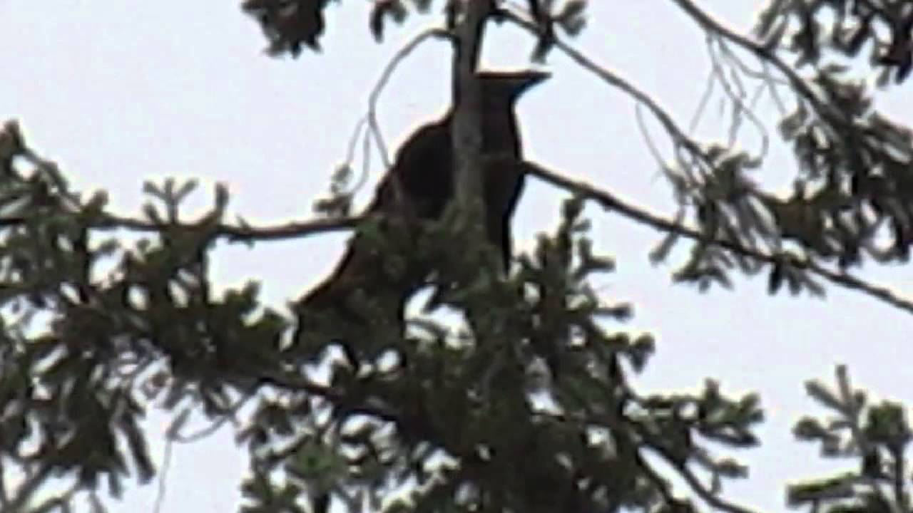 Ravens Mating in Winter - YouTube