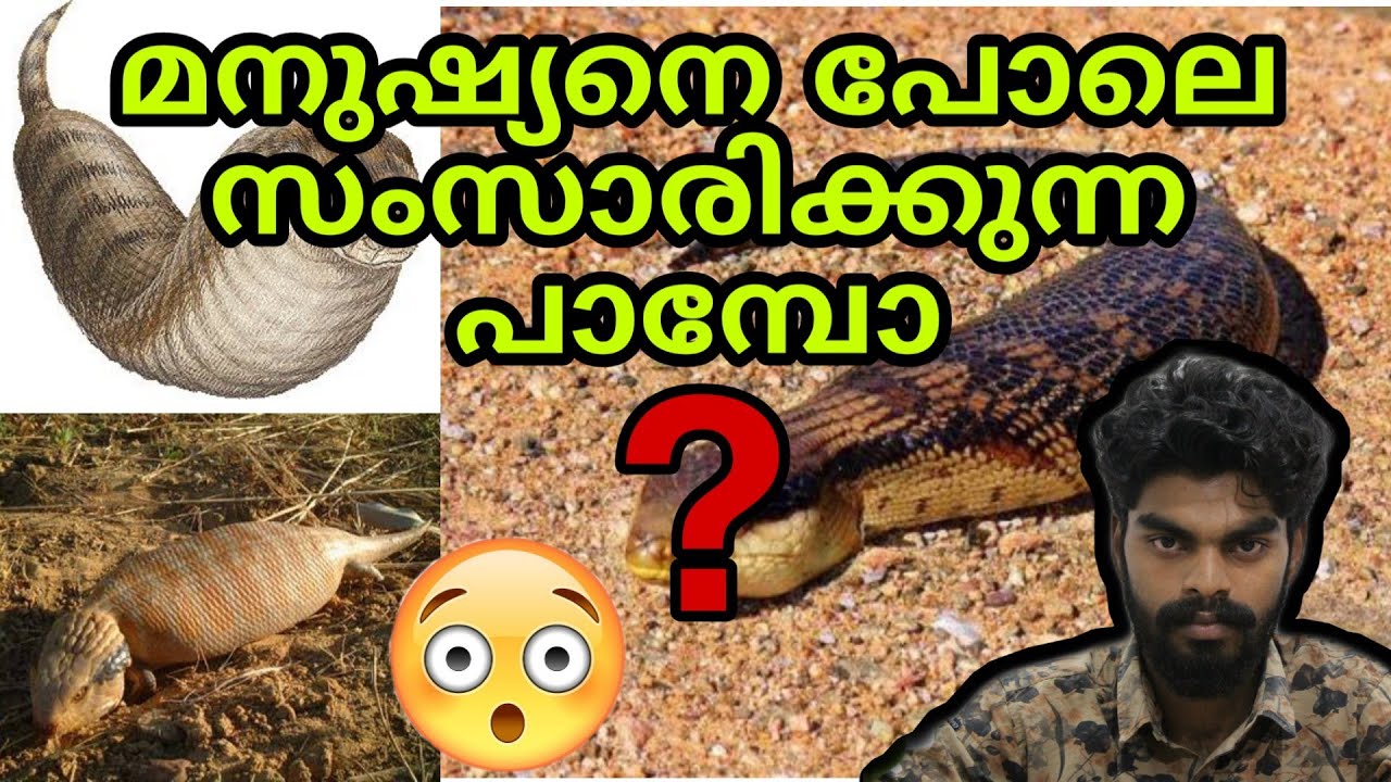 THE REAL MYSTERY ABOUT TSUCHINOKO SNAKE / MYSTERIES WORLD - YouTube