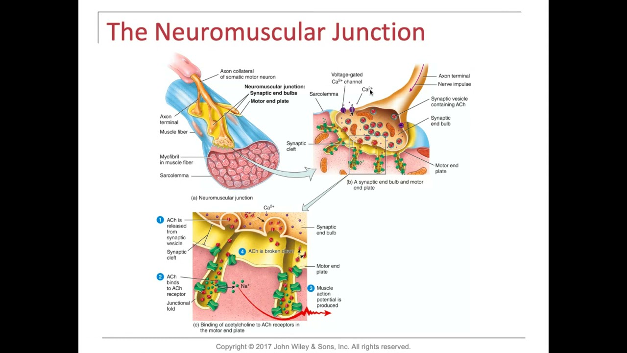 Muscle NeuroMuscular Junction NMJ - YouTube
