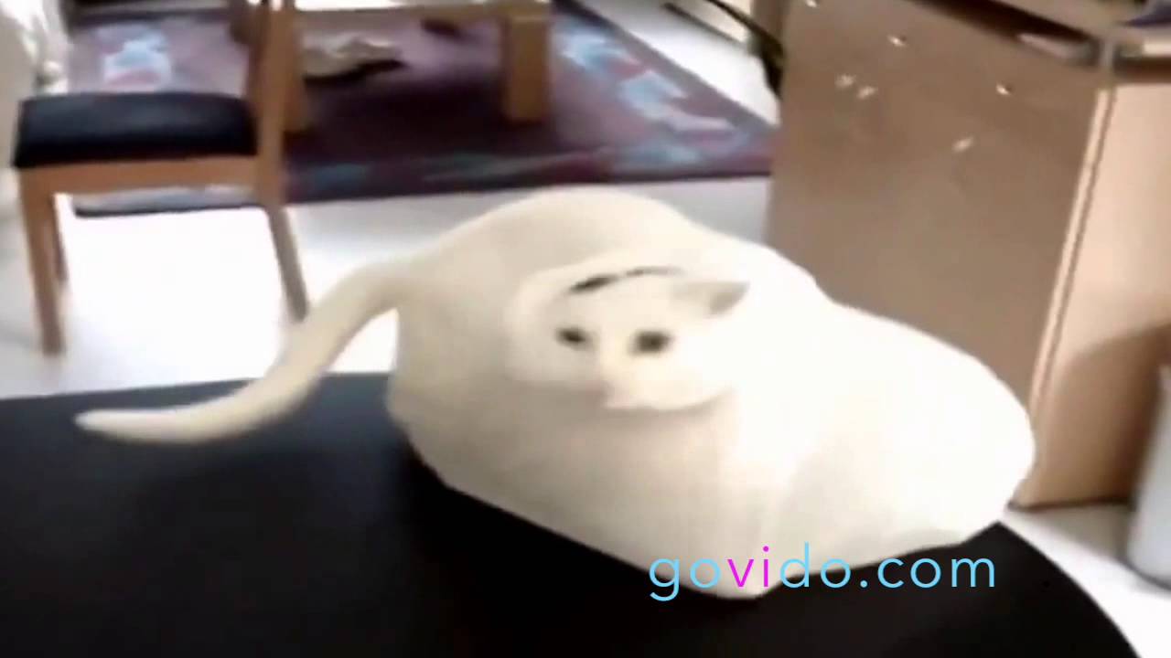 Getting Scared of ... ::: Cat ::: Best Funny Animal Videos - YouTube