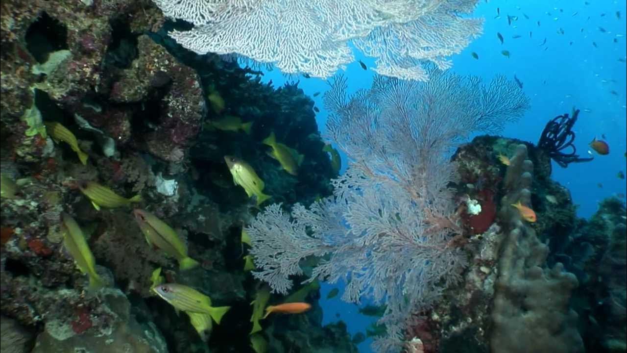 Wonders Of The Great Barrier Reef And Coral Sea Underwater Video - YouTube