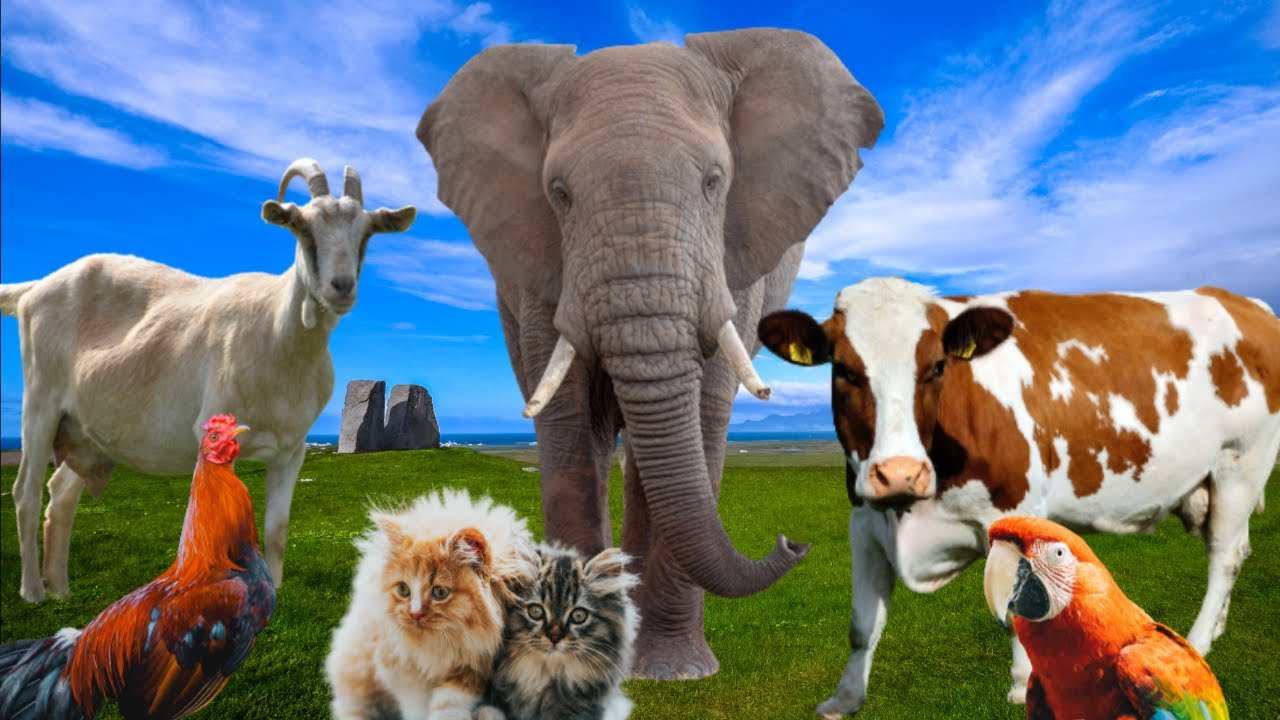 Cute farm animals and pets, fun animal sounds - Part 8 cats, dogs, cows ...