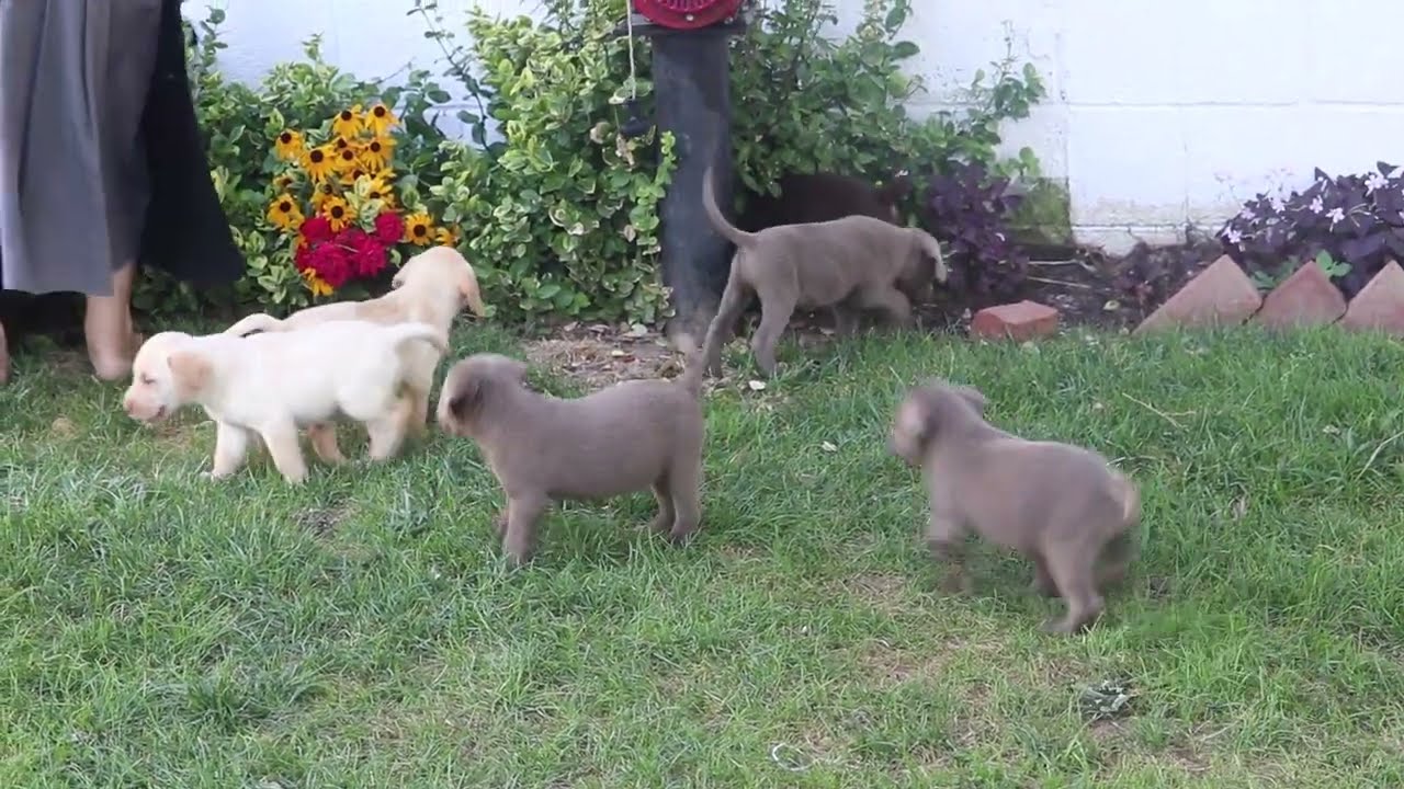 Lab Puppies For Sale - YouTube