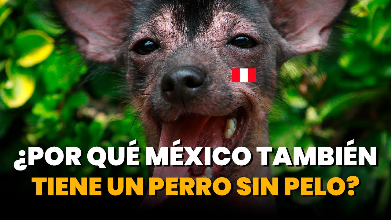 8 Curiosidades sobre el Perro Peruano sin Pelo 🇵🇪🐾 - YouTube