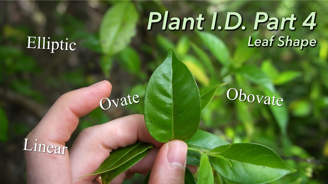 How to describe the shape of a leaf | Plant I.D. Part 4 - YouTube
