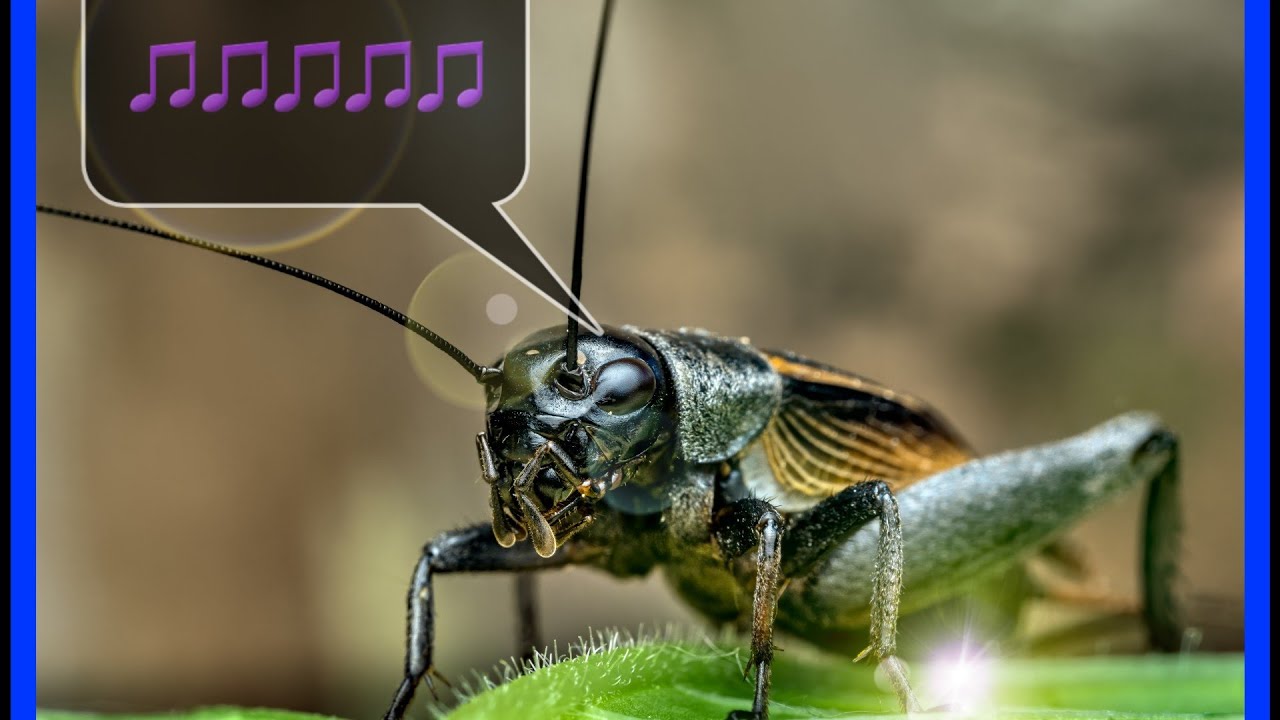 Você já viu um grilo cantando? nesse vídeo mostro a vocês - YouTube