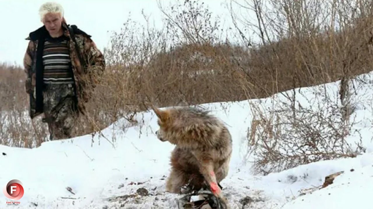 A pensioner freed this wolf from the trap, after half a year the wolf ...
