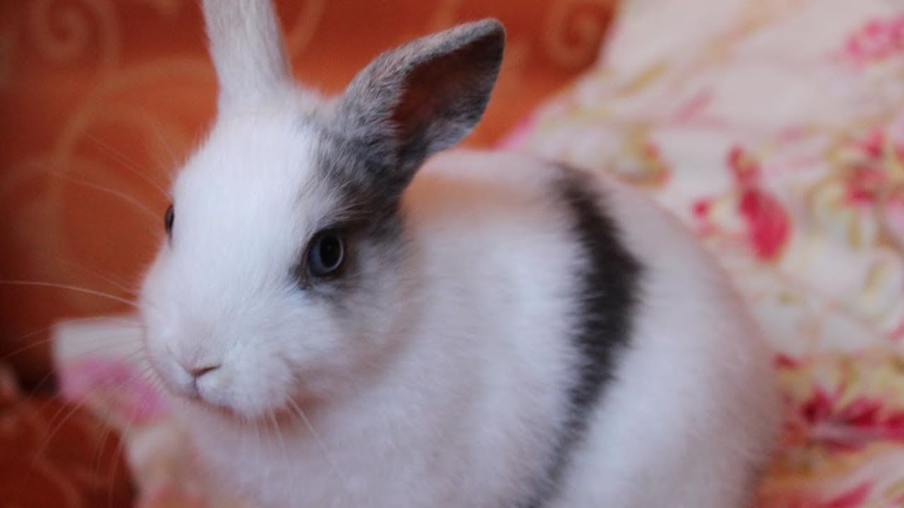 Cutest Animals in The world 🌎 | Supper funniest pets | Animal Planet ...