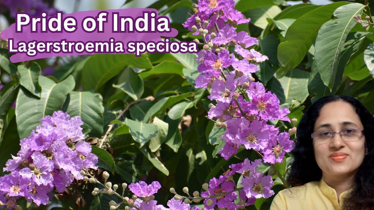 Pride of India Trees | Savni | Indian flowering trees #trees #treelover ...