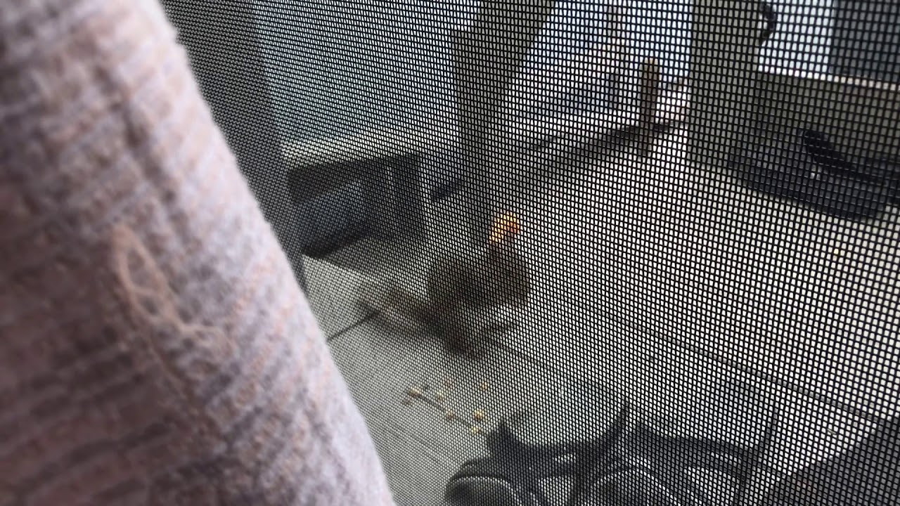 Disco and squirrel - YouTube