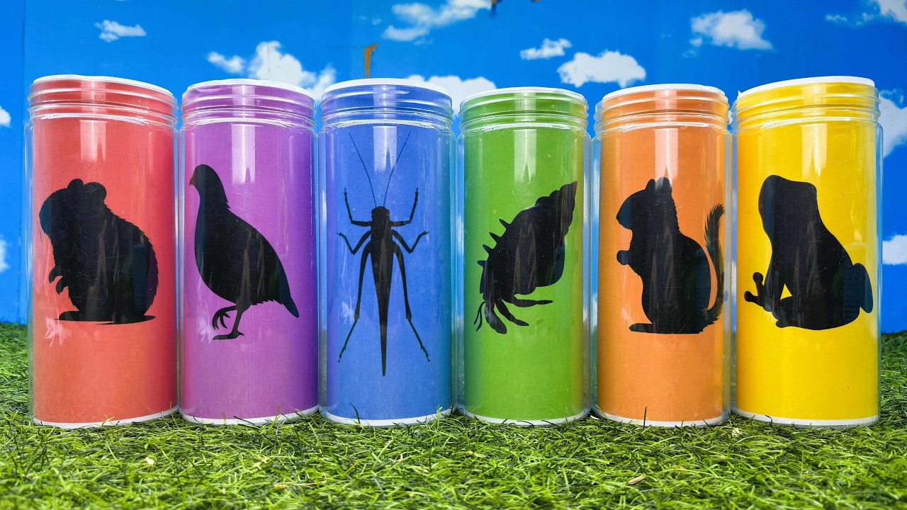 Pets: Hamster, Squirrel, Grasshopper, Pacman Frog, Quail, Hermit crab ...