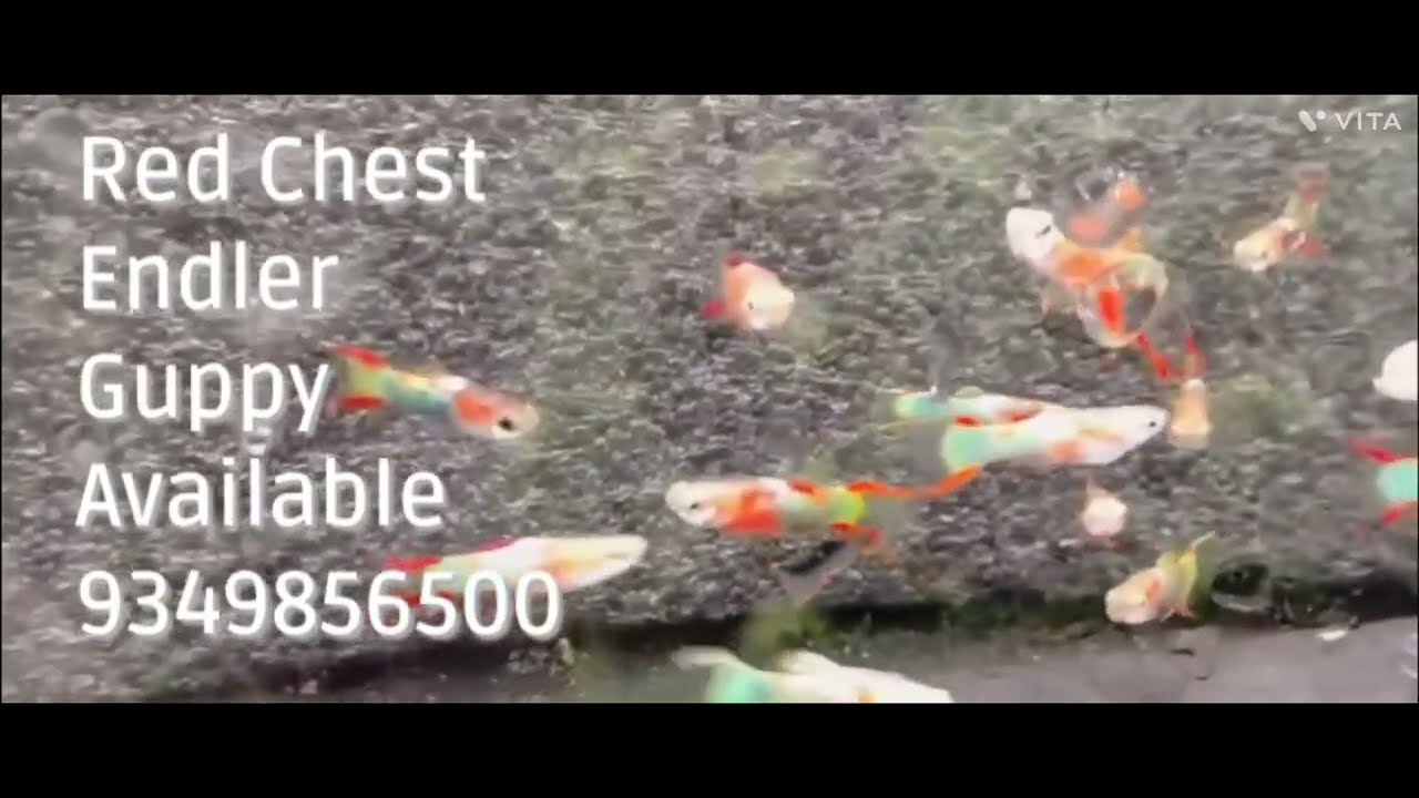 Red Chest Endler Guppys @ Guppy Breeders Thrissur 9349856500 - YouTube