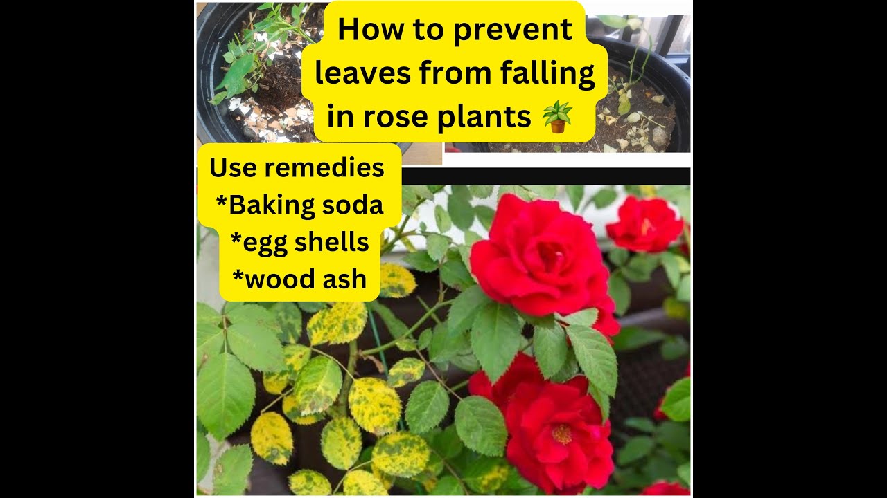 Are 🌹(Rose) plant leaves falling? try these remedies(baking soda, egg ...