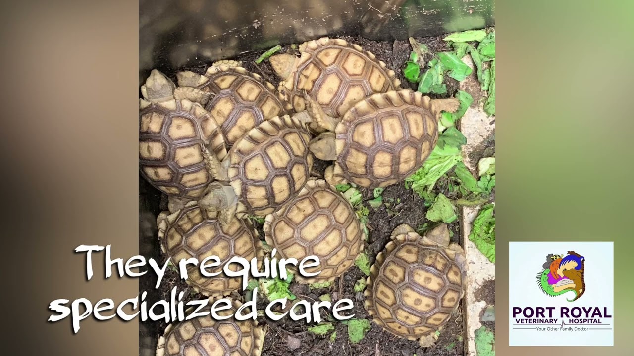 17 baby Sulcata at Port Royal Veterinary Hospital - YouTube
