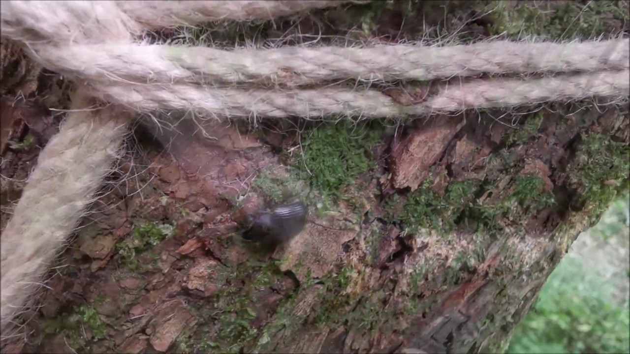 LAND ART DI ISABELLA CORDA - YouTube