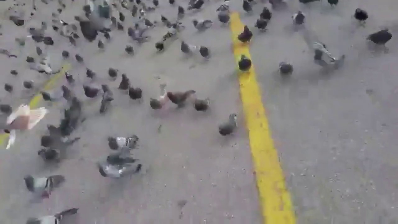 Pootis bird on mother land irl - YouTube