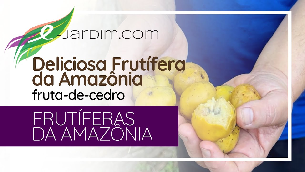 Fruta de Cedro - DELICIOSA Frutífera AMAZÔNICA - Frutíferas da Amazônia ...