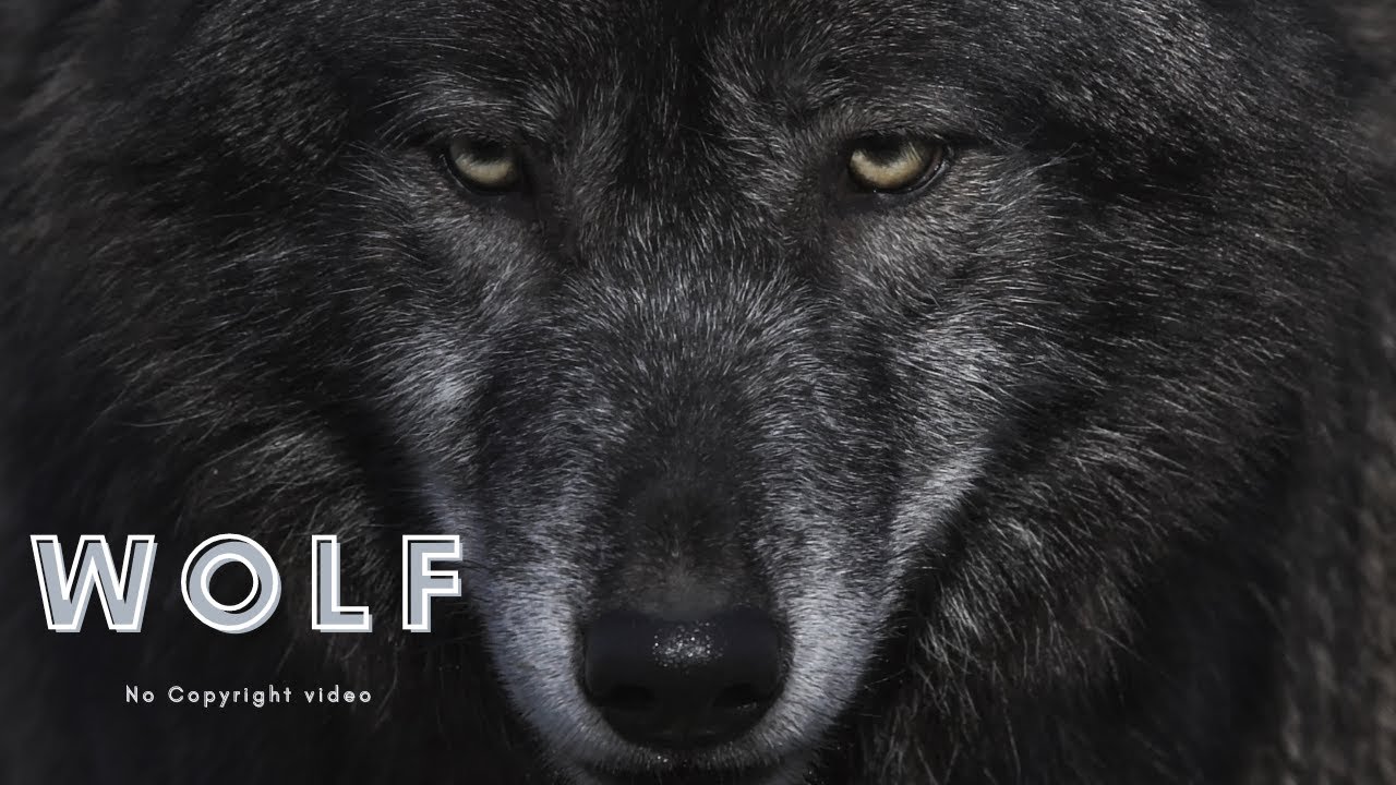 Wolf | Animals | Carnivore | Wild | Hunt | No Copyright Video | Stock ...