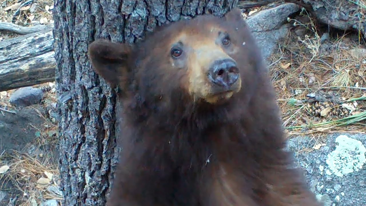 Mama bear and cub visit a rub tree - YouTube