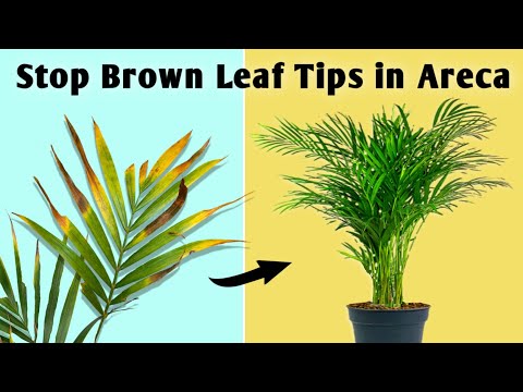 How To Take Care Of Palm Tree Plants
