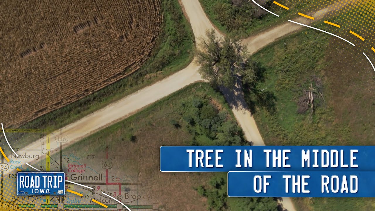 Tree in the Middle of the Road - YouTube