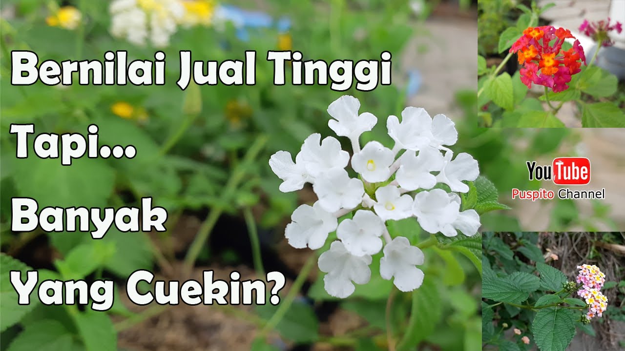 Kumpulan 36+ Tanaman Bunga Semak Terbaru - Informasi Seputar Tanaman Hias