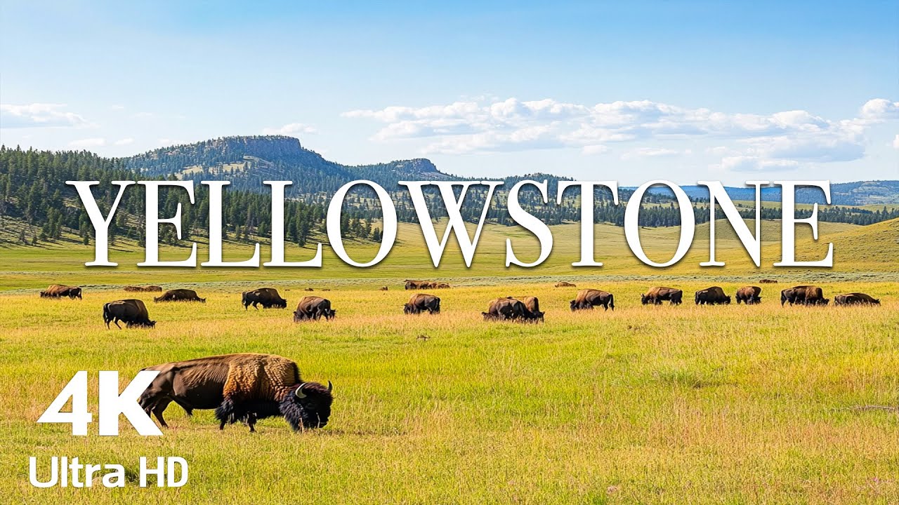 Yellowstone 4K UHD - Scenic Relaxation Film with Calming Music - 4K ...