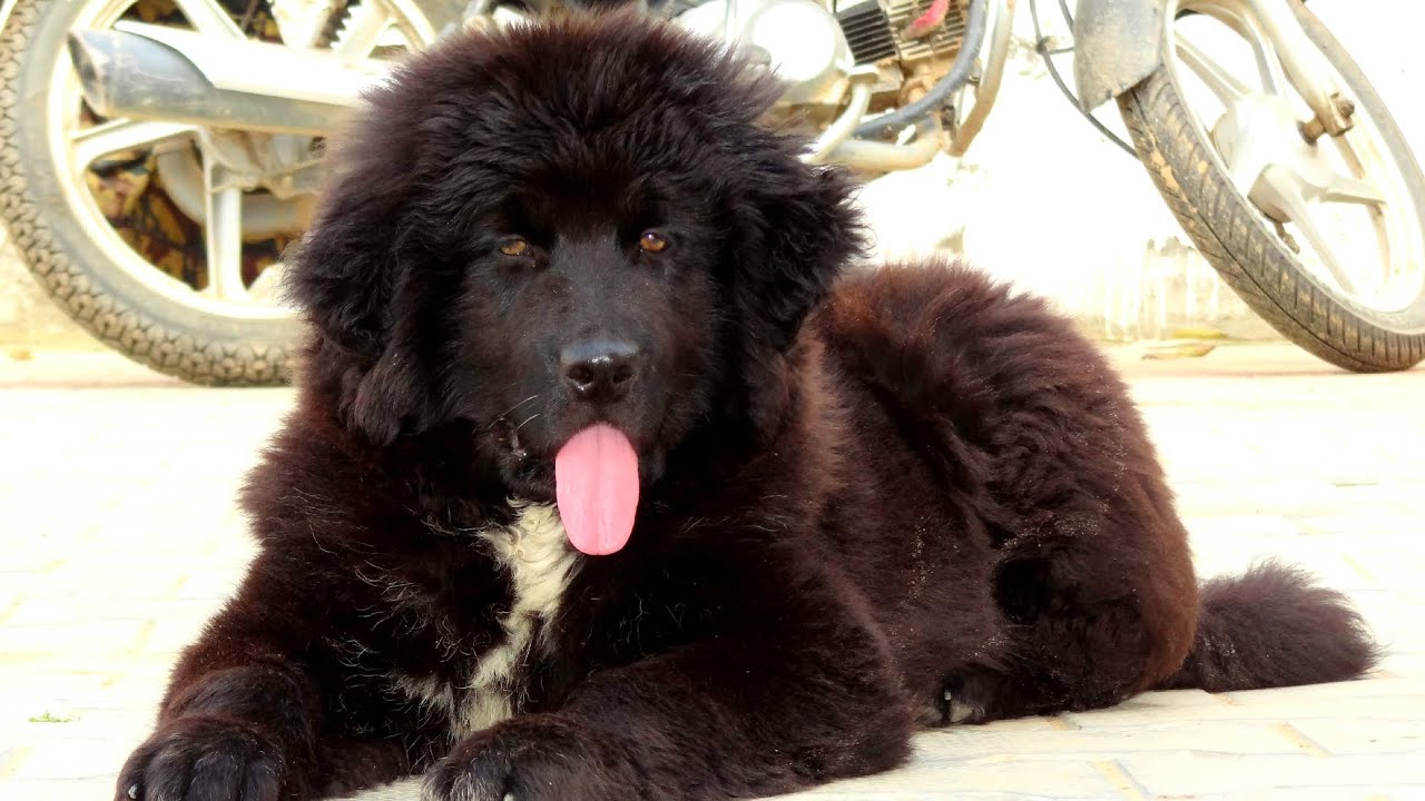Bakharwal Dog