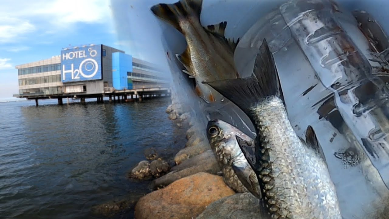 H2O HOTEL FISHING | NEW ISLANDER TV #fishingvideo - YouTube