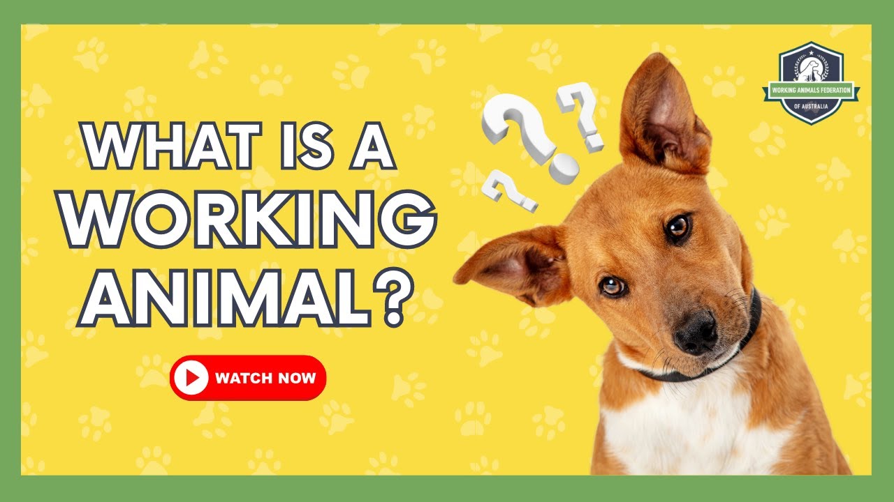 What is a Working Animal? - YouTube