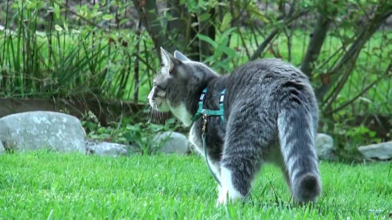 Kitty Pounce Attack - YouTube