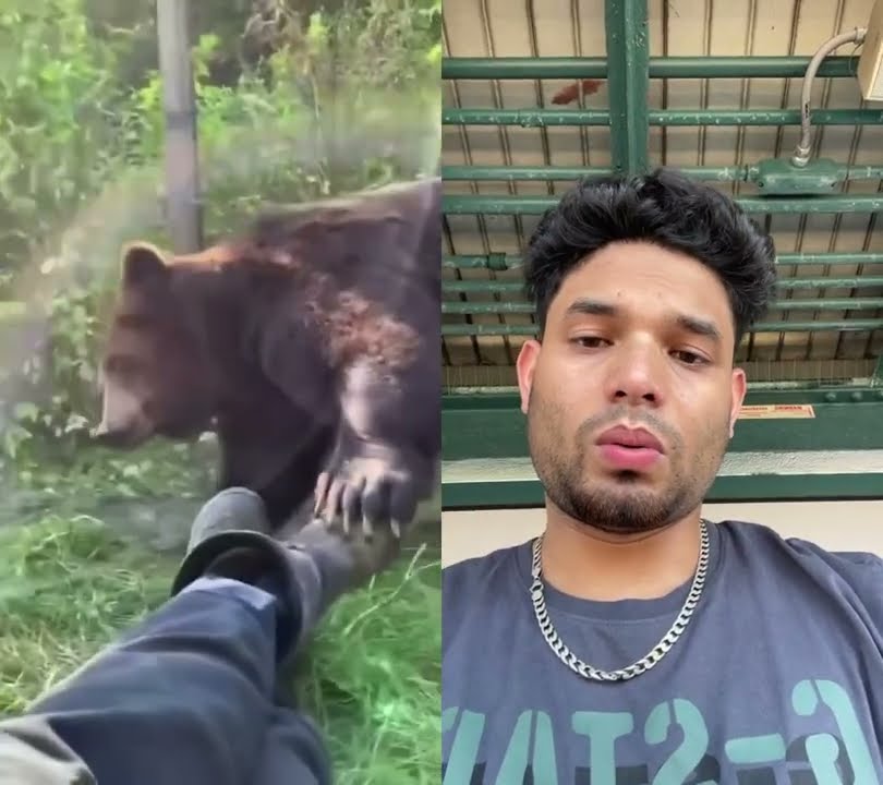Man Plays Dead As Brown Bear Approaches Foryou Duet Bear